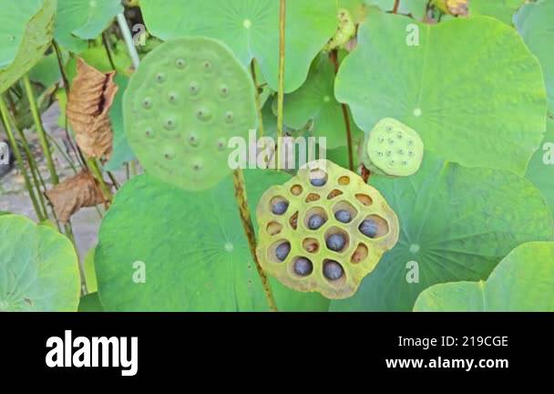the dried blossom lotus receptacle with the seeds pod Stock Video ...