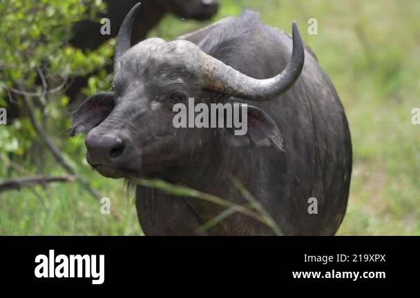 African Cape Buffalo in Green Landscape of National Park, Close Up ...