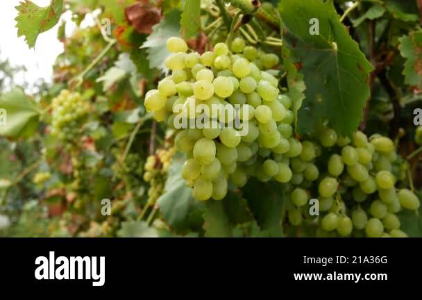 Large bunches of white grapes on a vine in a vineyard. Growing and ...