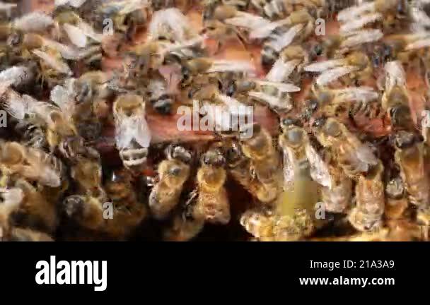Many bees crawl along a wooden frame in a hive in an apiary. The life ...