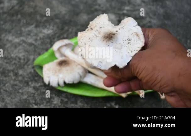 Termitomyces schimperi mushroom. It is a largemushroomassociated with ...