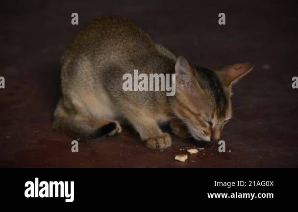 Small brown cat eating biscuit. Cats are independent, curious felines ...