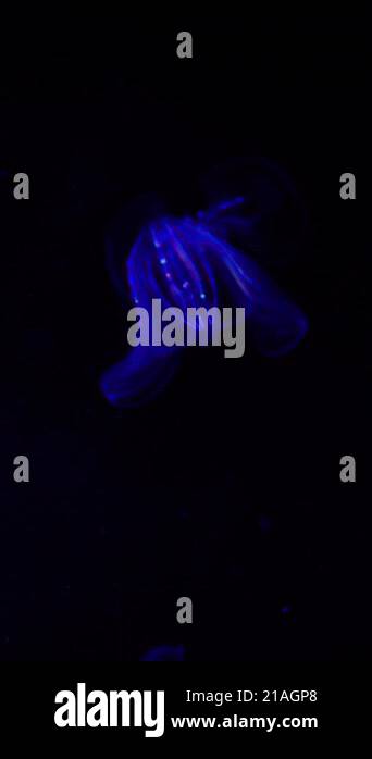 3D HUD Arc Offset A Blinking Red X60 Degrees VJ Loop Animation 02 Stock ...
