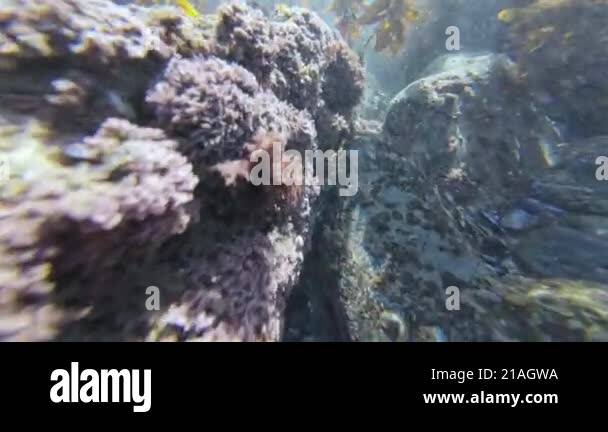 3D HUD Arc Offset A Blinking Red X60 Degrees VJ Loop Animation 02 Stock ...