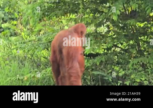 Orangutan in their natural environment, looking playful and doing ...
