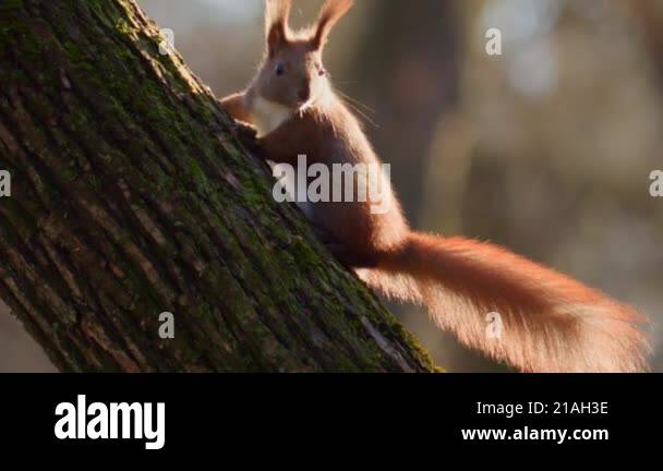 A Red Squirrel Sitting on a Tree, Chewing on Nuts. Adorable Moment of a ...
