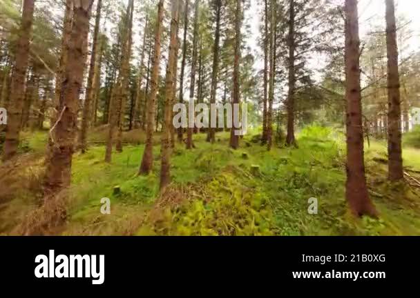 FPV Flight through a forest - A captivating and enchanting forest scene ...