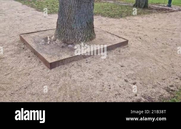 protection of old tree that is in the middle of the park path. square ...
