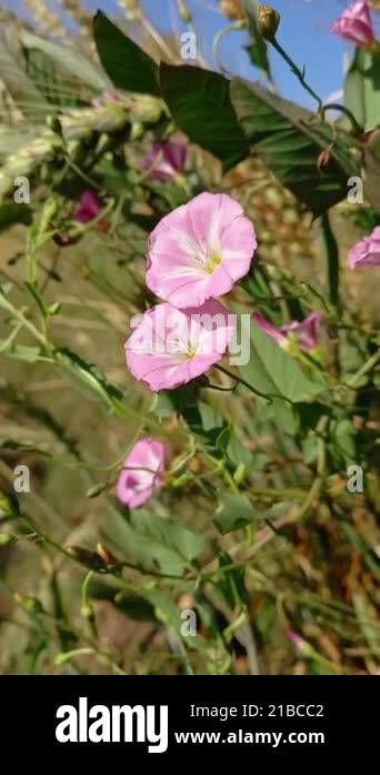 Field bindweed, Convolvulus scammonia, Morning glory or Japanese ...