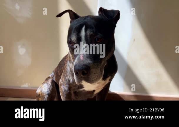 shot of a black american pit bull terrier sit with a sad or bored and ...