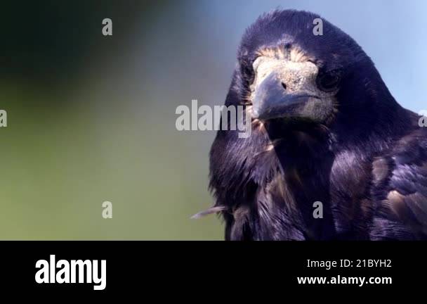 Experience the captivating presence of a crow as it rests in a vibrant ...