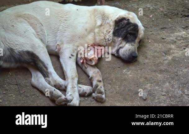 Kangal big dangerous dog eating. Security guardian dog. Close up on ...