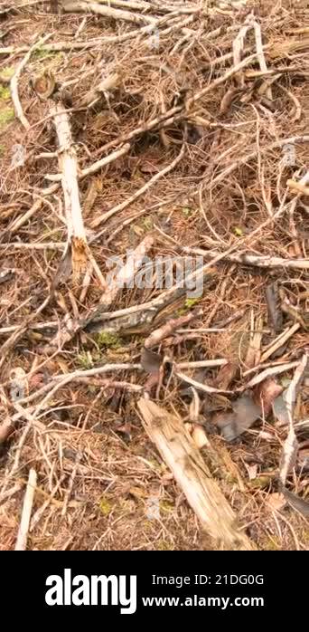 Upward tilt shot of cluster of tree branches and trunks, towards Warche ...