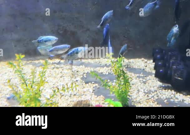 Beautiful small fish in water Stock Video Footage - Alamy