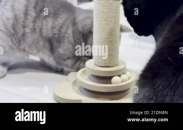 Playful Interaction Between Two Cats, One Black and One Tabby Gray, and ...