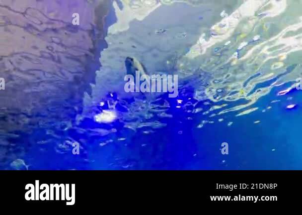 Abstract underwater view with a lone fish swimming beneath vibrant ...