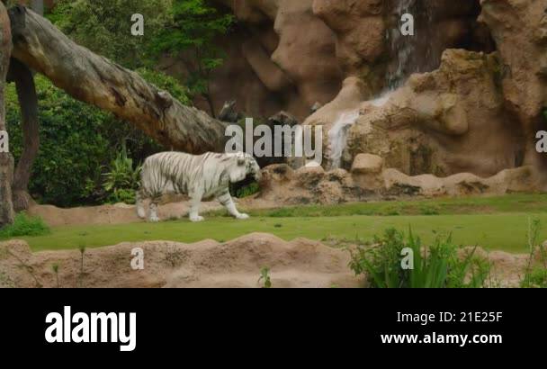 A white tiger walking near a small waterfall in a zoo exhibit Stock ...