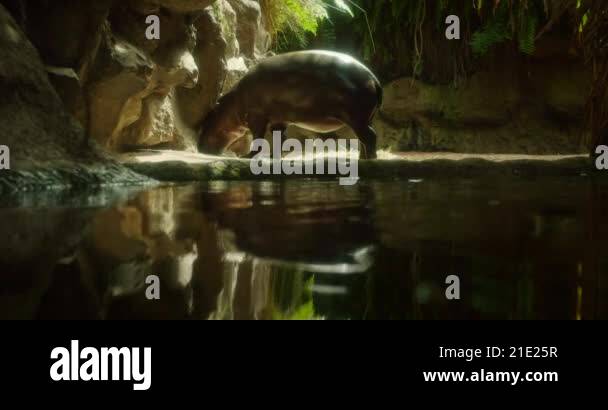 A pygmy hippo grazes near a calm pond surrounded by rocks and ...