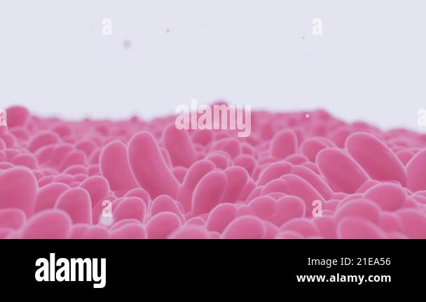 3d animation of tanimationhe intestinal epithelium is the single cell ...