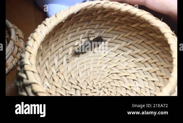 The brown cricket on basket Stock Video Footage - Alamy
