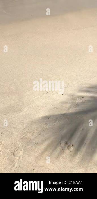 Gentle waves washing over white sandy terrain while palm tree shadow dancing across sunlight ...