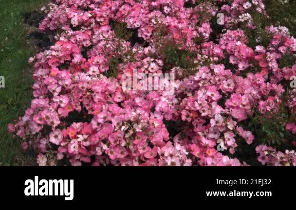 This is a zooming view of the soft-pink Rosa x floribunda 'Fortuna' in ...