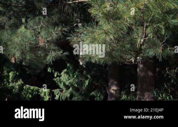 A detailed close-up of Macedonian pine (Pinus peuce) branches with lush ...