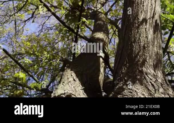 Falling Autumn Leaves from the Tree in Nature Stock Video Footage - Alamy