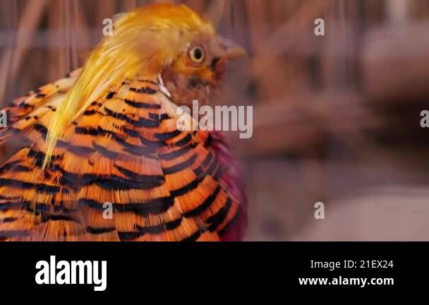 Golden pheasant with vibrant plumage standing in a nature reserve ...