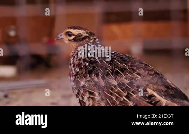 Ring-necked pheasant in an enclosure, bird breeding in aviaries, wild birds feeding in the ...