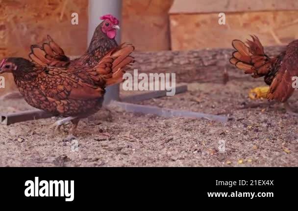 Farm-raised dwarf chickens in a nature reserve, showcasing rare and ...