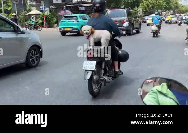 Street vehicles, adorable dressed family pet, parked motorcycle. riding ...