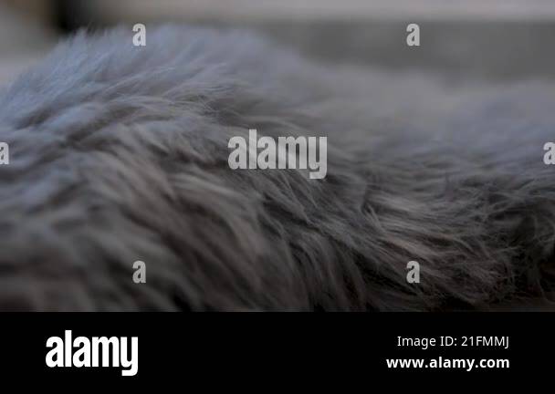 Slow pan on faux synthetic hairy fabric sample Fake fun fur fiber ...