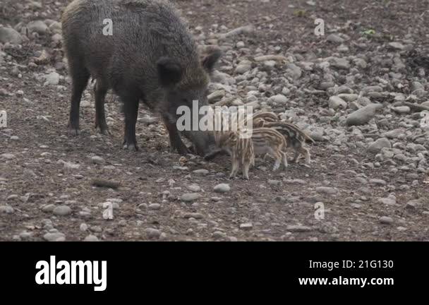 Female wild boar with her brood of children in wild. Mother and young ...