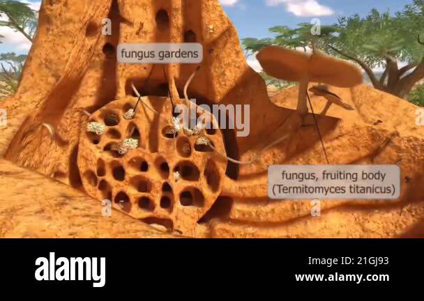 Fungus cultivation in termite mounds, illustrating symbiotic ...