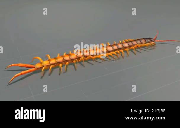 The movement of a Megarian banded centipede, showcasing its agile ...