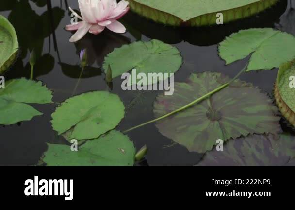Exotic aquatic plants and landscaping. Tilt up of a giant amazon ...