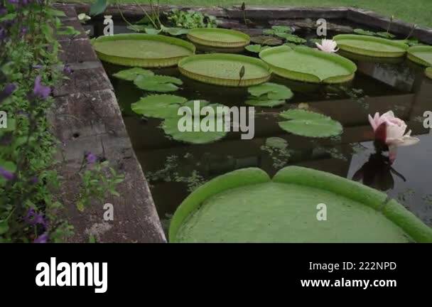 Exotic aquatic plants and landscaping. Panning giant amazon waterlilies ...