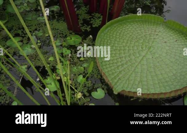 Exotic south american aquatic plants. Closeup view of a giant amazon ...