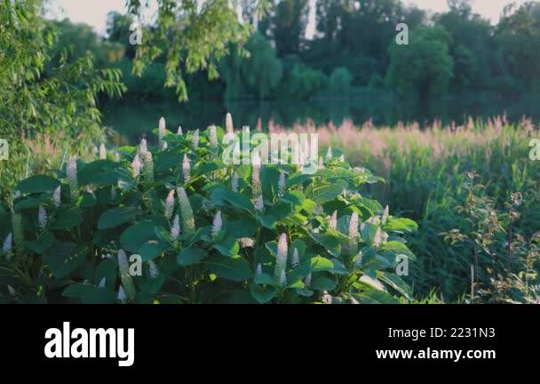 A vibrant garden scene with lush green plants and tall white flower ...