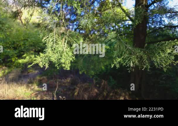Close-up of green, delicate tree branches with sunlight filtering ...