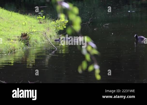 A serene pond scene with coots swimming alongside their chicks near the ...