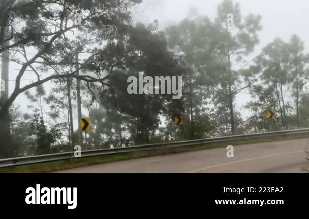 A blurred view of a forest with tall pine trees and distant mountains ...