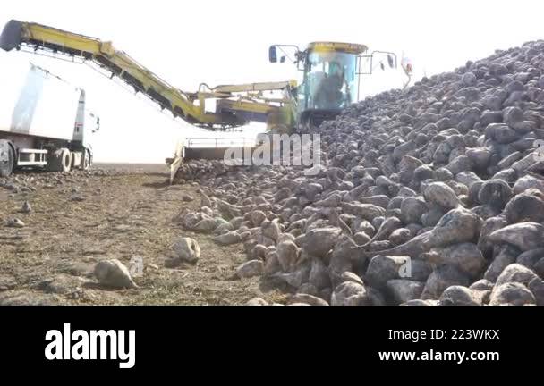 Low angle view, on agricultural machine, beet loader as transferring ...