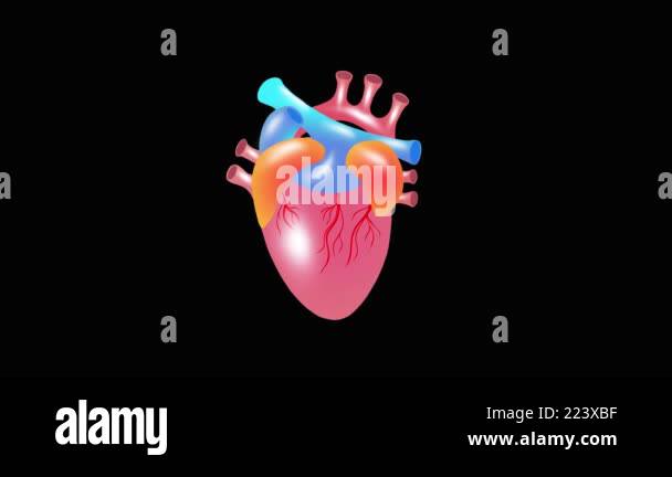 Human heart 3d illustration, Blood flow through the Human heart anatomy ...