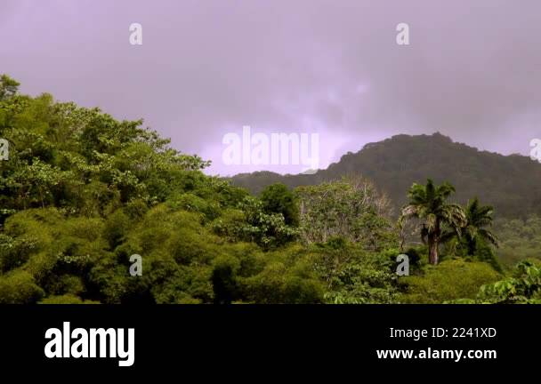Trinidad and Tobago. A rainforest landscape in the Caribbean. High ...