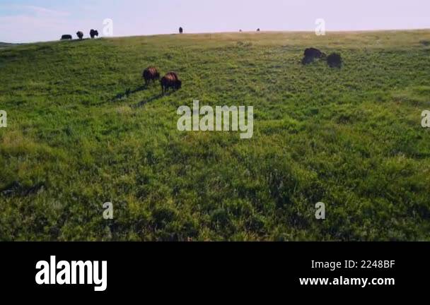 A captivating drone view of a bison herd grazing and roaming freely ...