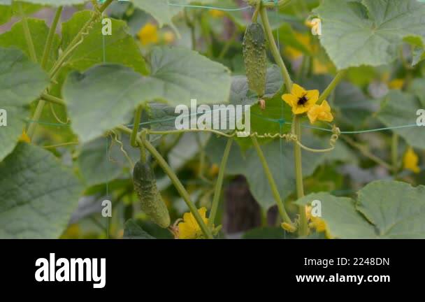 Growing cucumbers on a trellis in a vegetable garden. Bumblebee ...