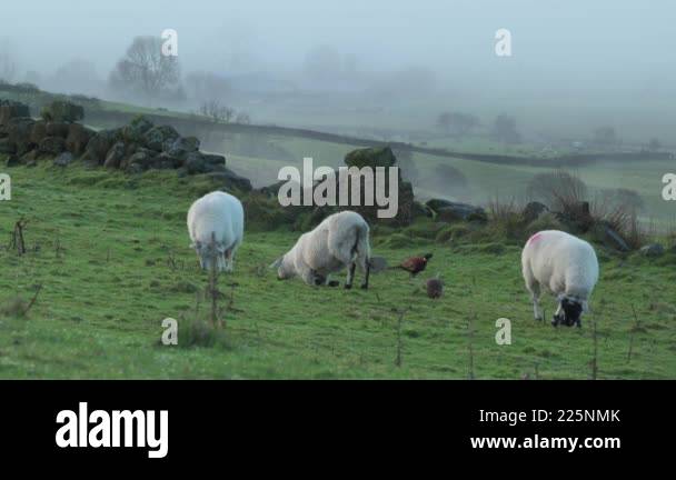 Close-up of sheep grazing in a moorland field during winter in the Peak ...
