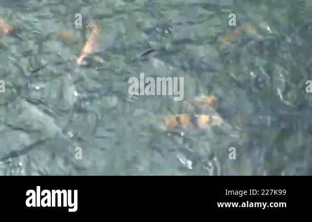 Top view angle. Various types of fish swim in the pond. Tilapia, carp ...